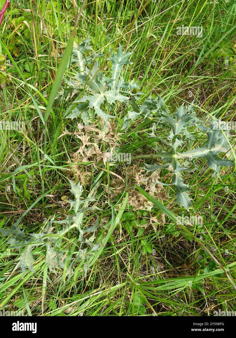 Field Eryngo (Eryngium campestre) Plantae Stock Photo - Alamy