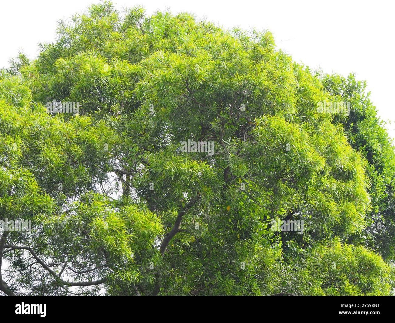Taiwan Acacia (Acacia confusa) Plantae Stock Photo - Alamy