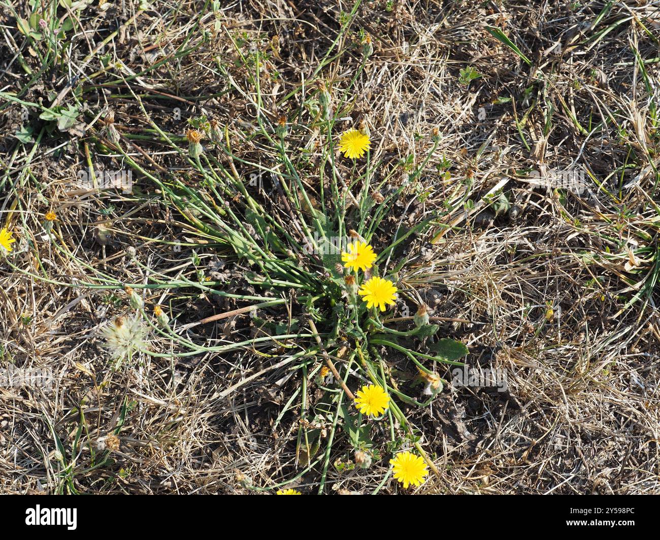 Common Cat's-ear (Hypochaeris radicata) Plantae Stock Photo - Alamy