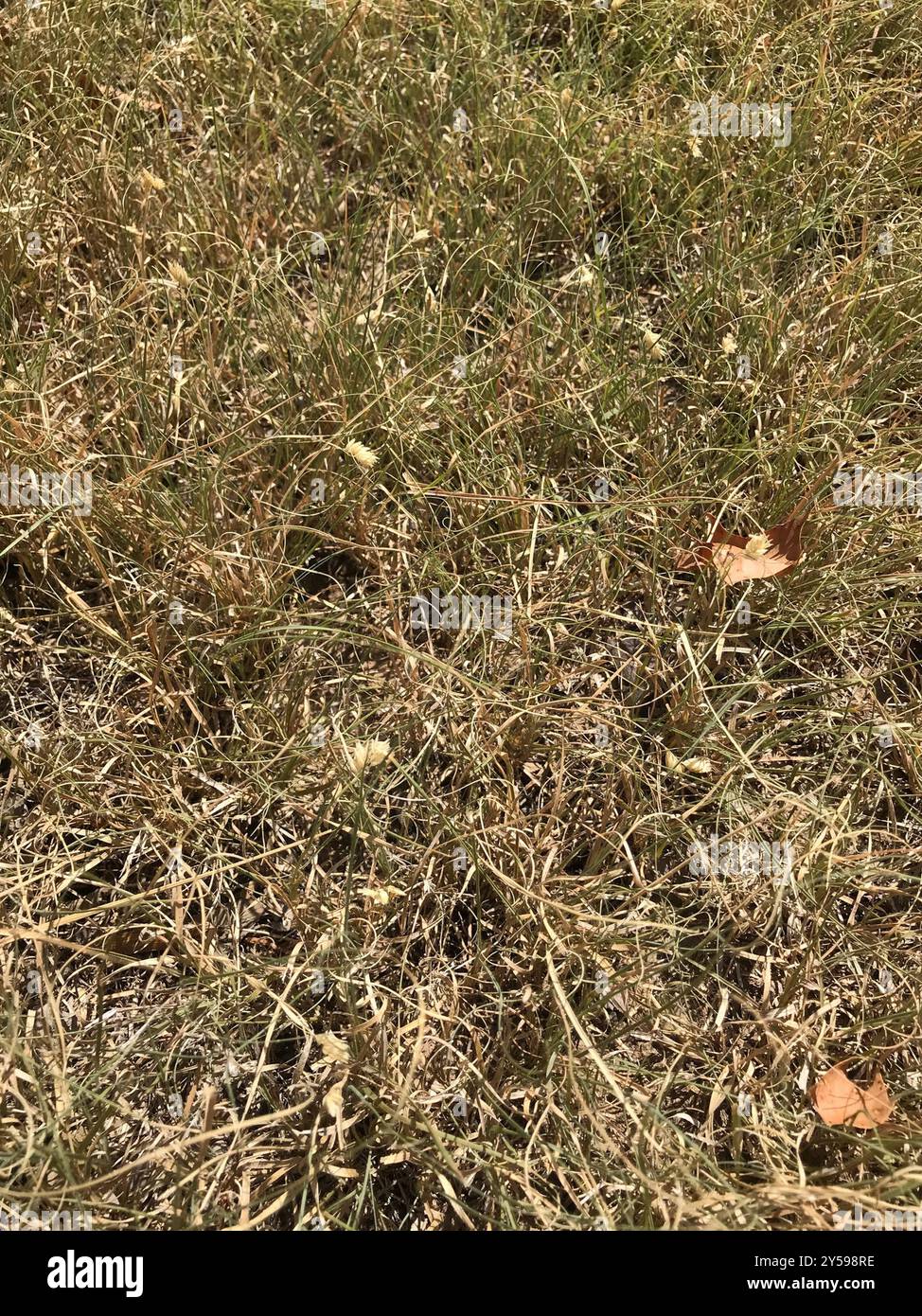 buffalograss (Bouteloua dactyloides) Plantae Stock Photo - Alamy