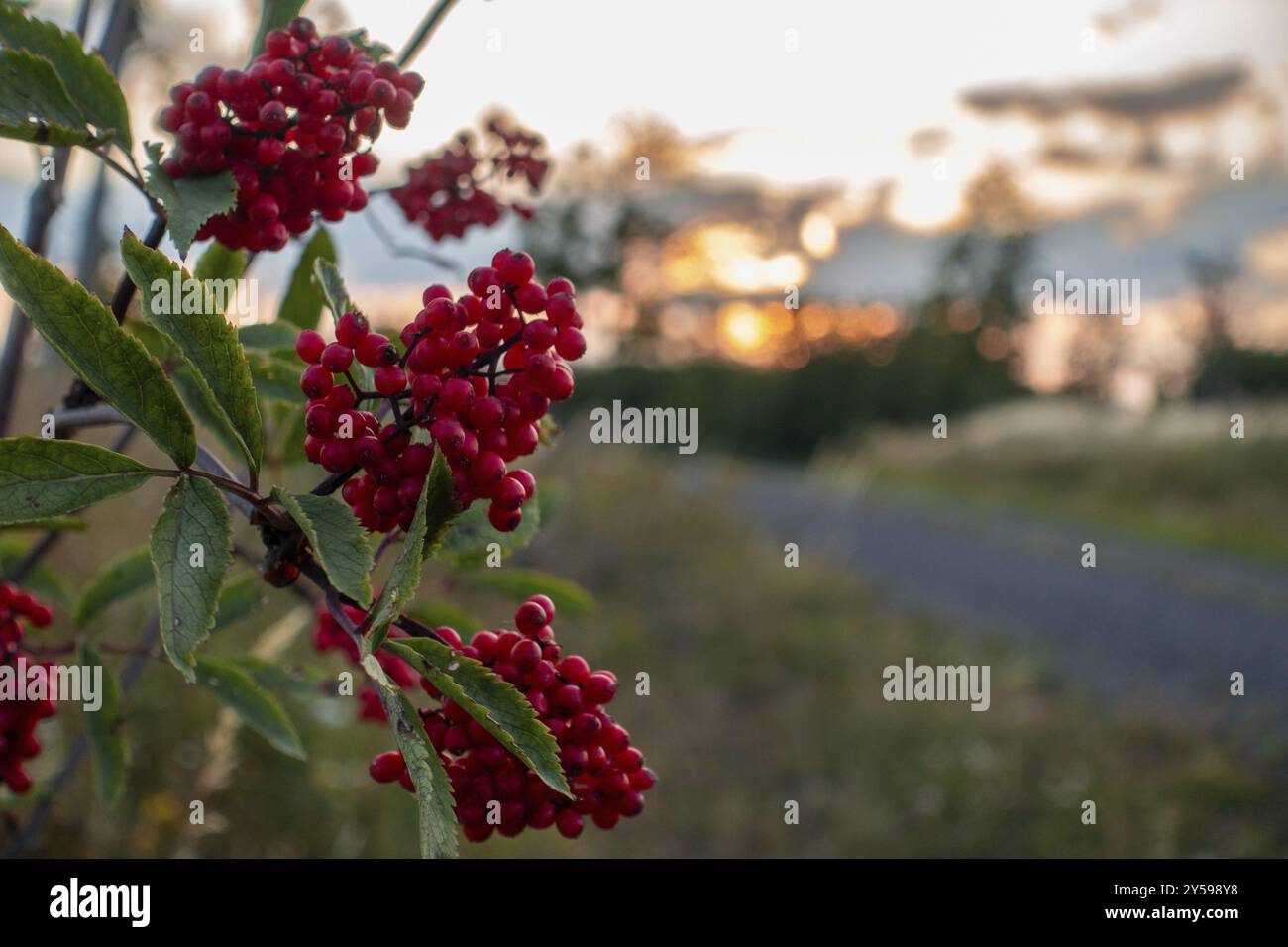 Forest fruits in the sunset Stock Photo - Alamy
