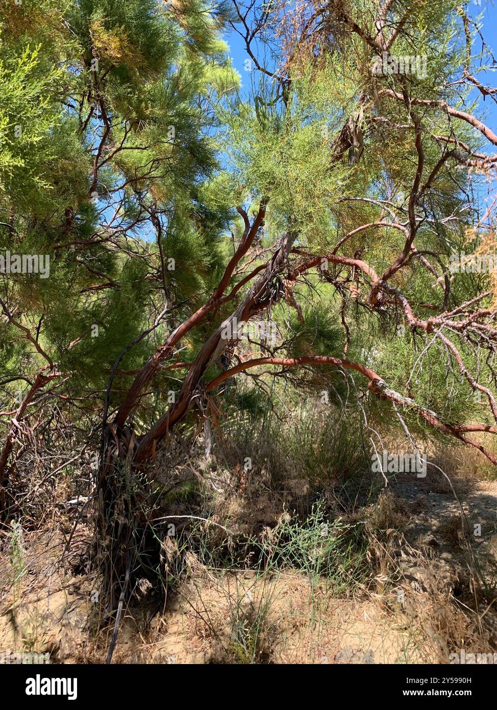 Redshanks (Adenostoma sparsifolium) Plantae Stock Photo - Alamy
