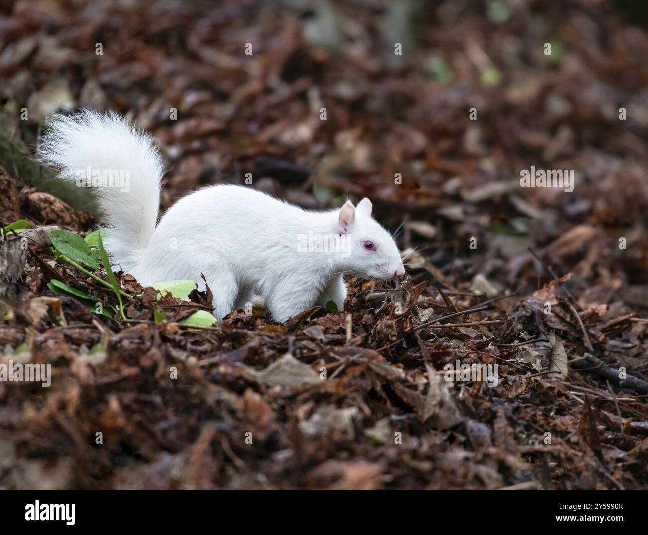 Albino Gray Squirrel Stock Photo - Alamy