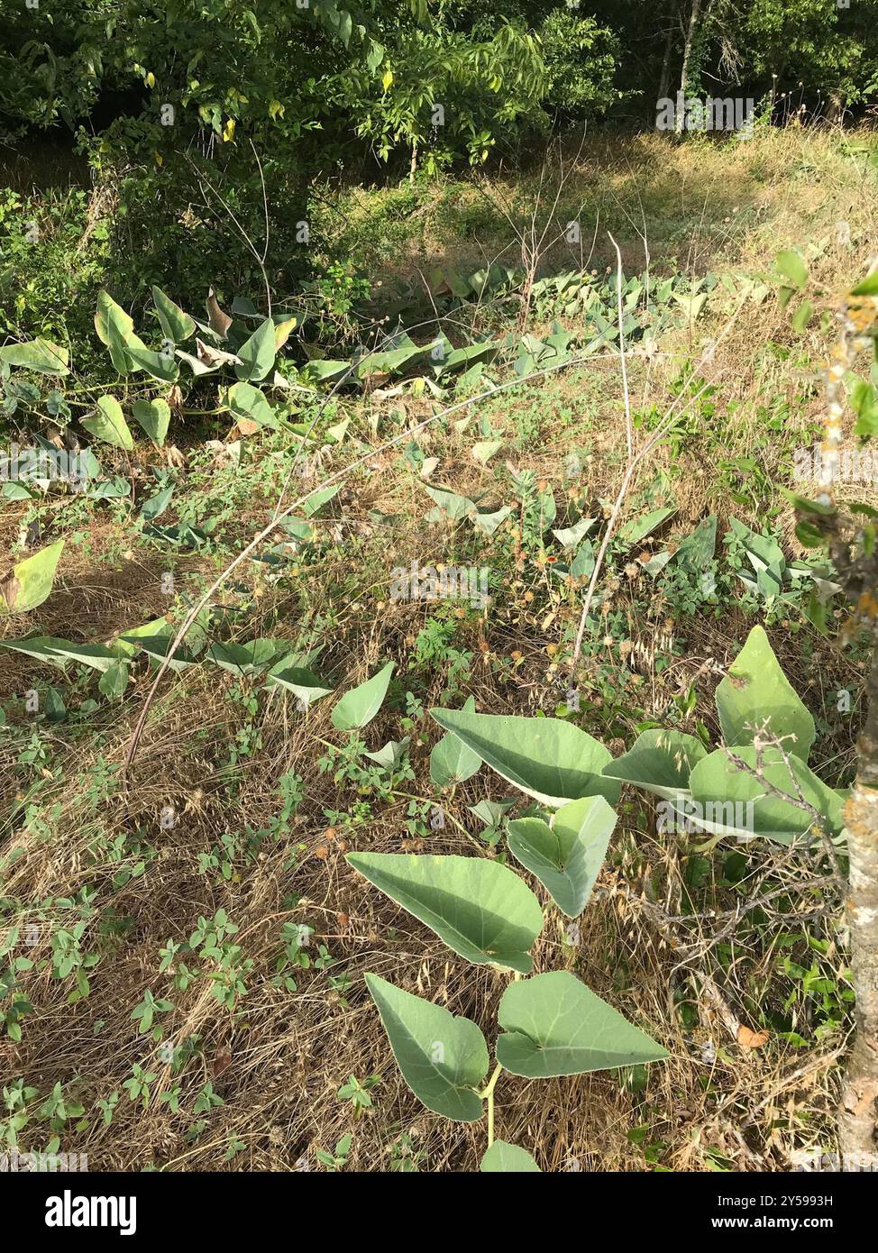 Buffalo Gourd (Cucurbita foetidissima) Plantae Stock Photo - Alamy