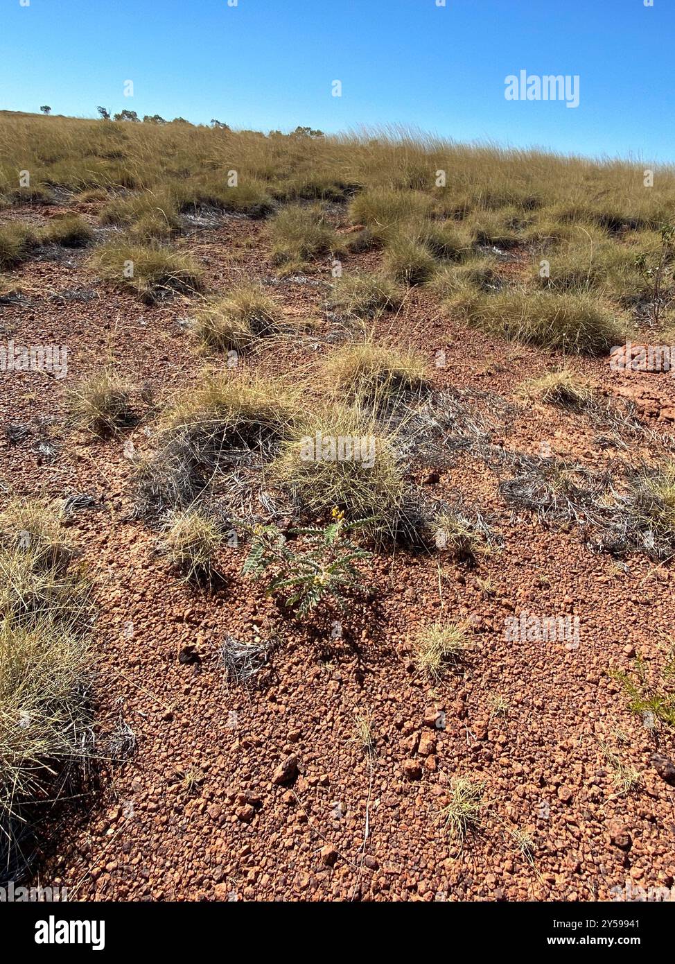 Cockroach Bush (Senna notabilis) Plantae Stock Photo - Alamy