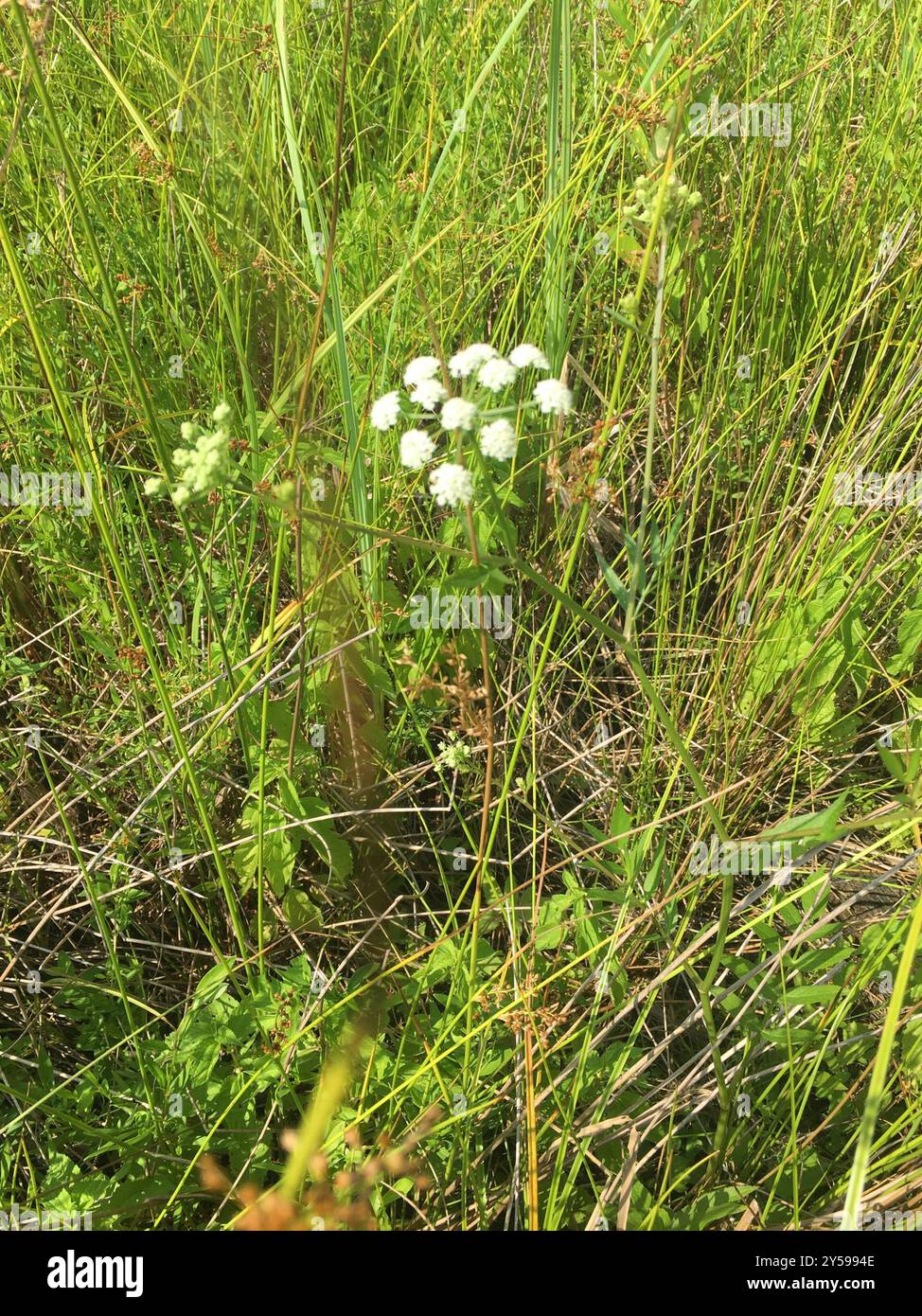 water parsnip (Sium suave) Plantae Stock Photo - Alamy