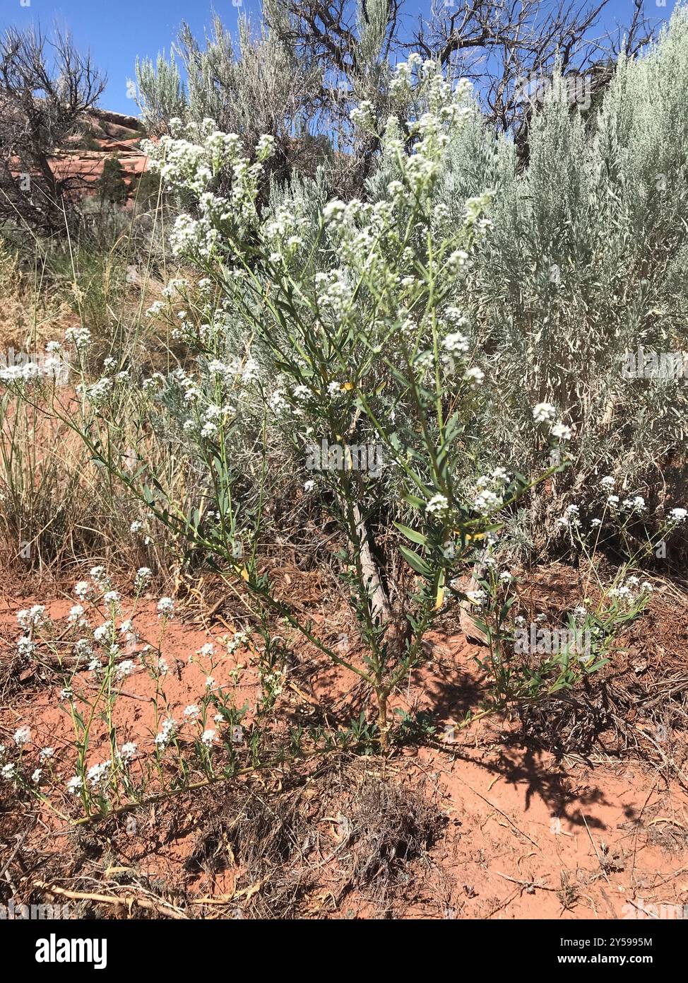 Mountain Pepperweed (Lepidium montanum) Plantae Stock Photo - Alamy