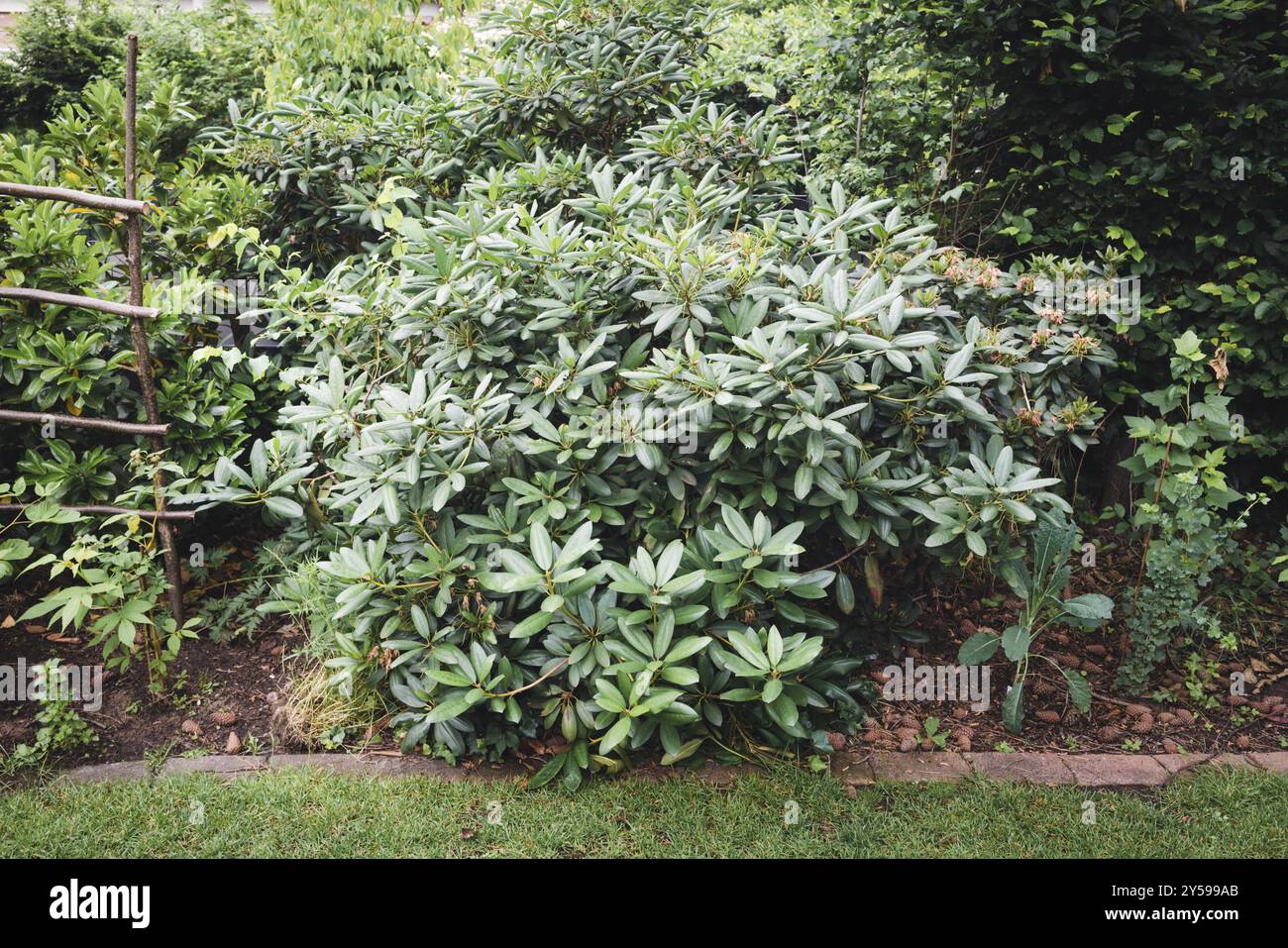 Big rhododendron shrub in the garden in a flower bed in the summer ...