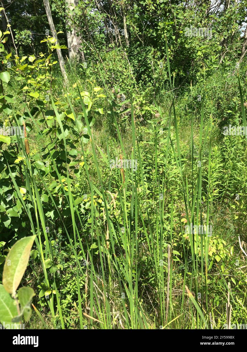 narrow-leaved cattail (Typha angustifolia) Plantae Stock Photo - Alamy