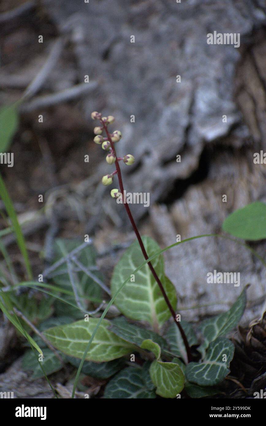 white-veined wintergreen (Pyrola picta) Plantae Stock Photo - Alamy