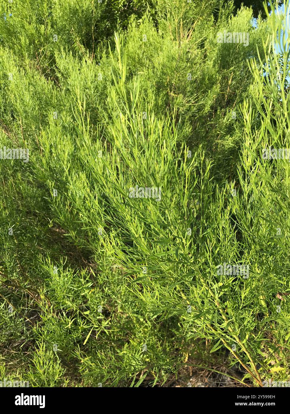 Poverty Weed (Baccharis neglecta) Plantae Stock Photo - Alamy