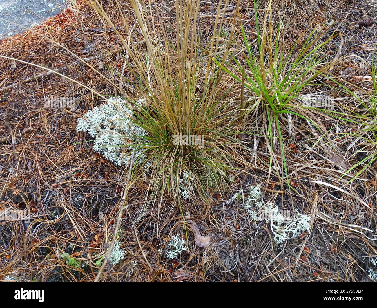 wavy hair-grass (Avenella flexuosa) Plantae Stock Photo - Alamy