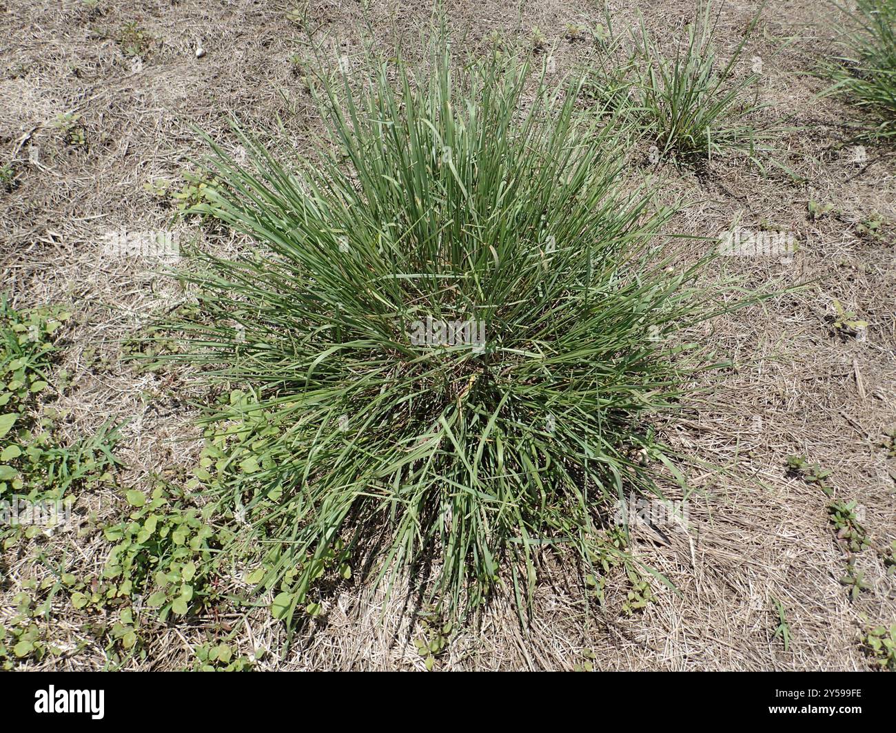 Taranui (Paspalum orbiculare) Plantae Stock Photo - Alamy