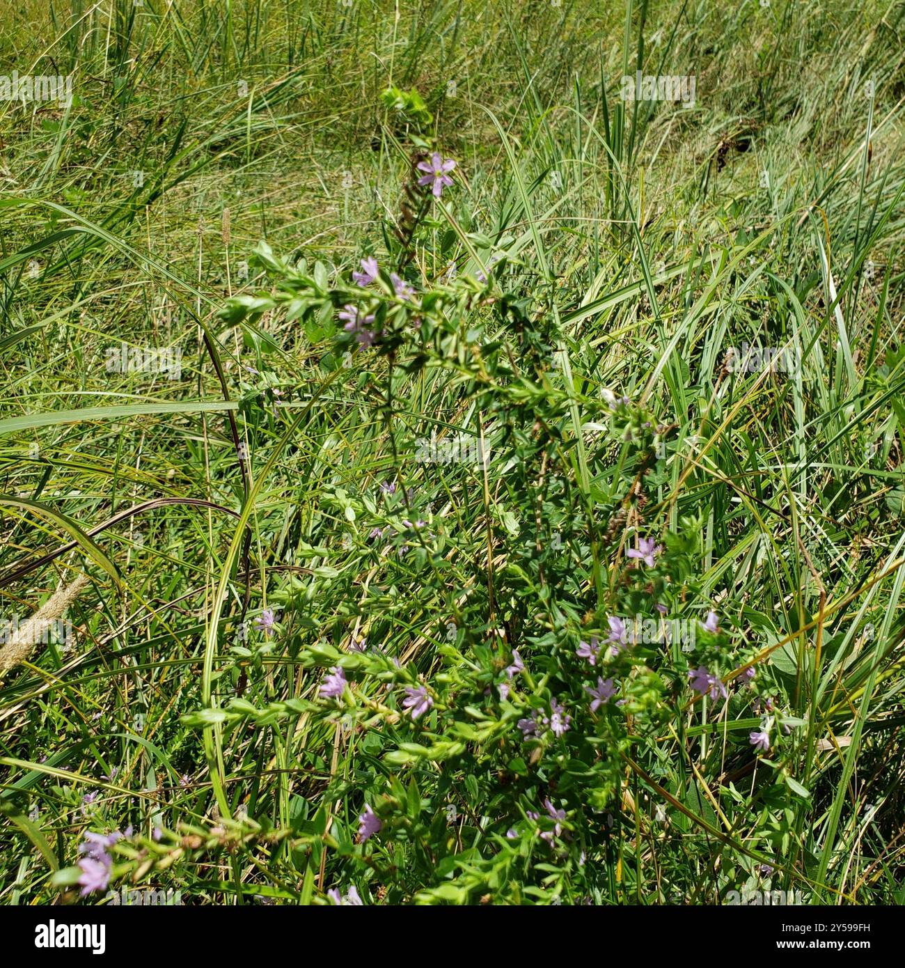 Winged Loosestrife (Lythrum alatum) Plantae Stock Photo - Alamy