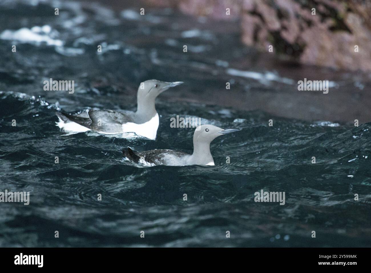 Two trottellumens in side view swimming in the surf in front of the ...