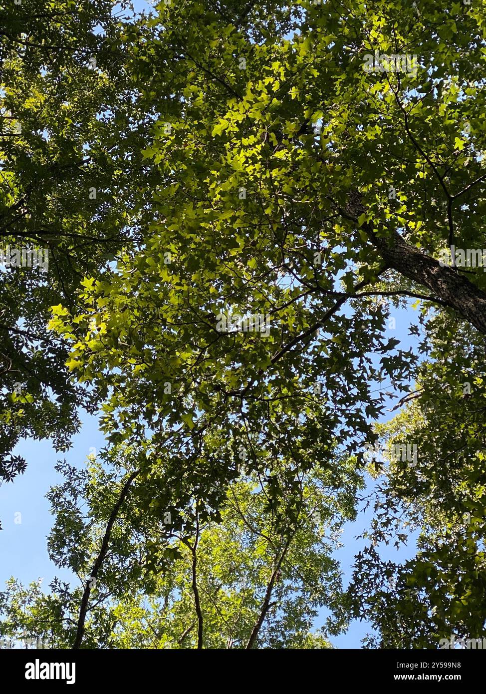 cherrybark oak (Quercus pagoda) Plantae Stock Photo - Alamy