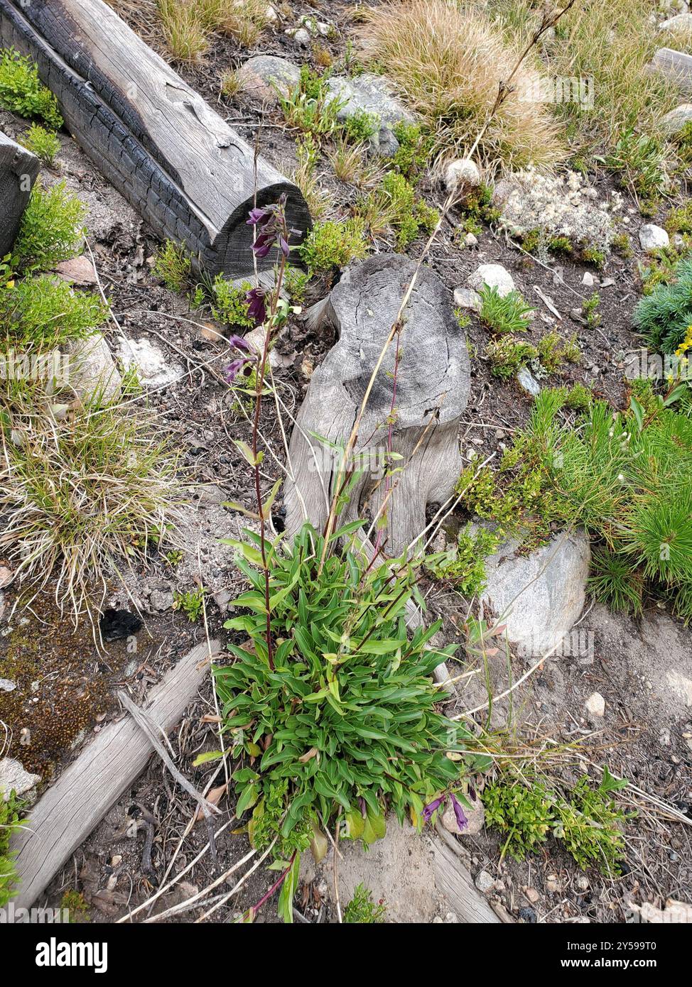 Whipple's penstemon (Penstemon whippleanus) Plantae Stock Photo - Alamy