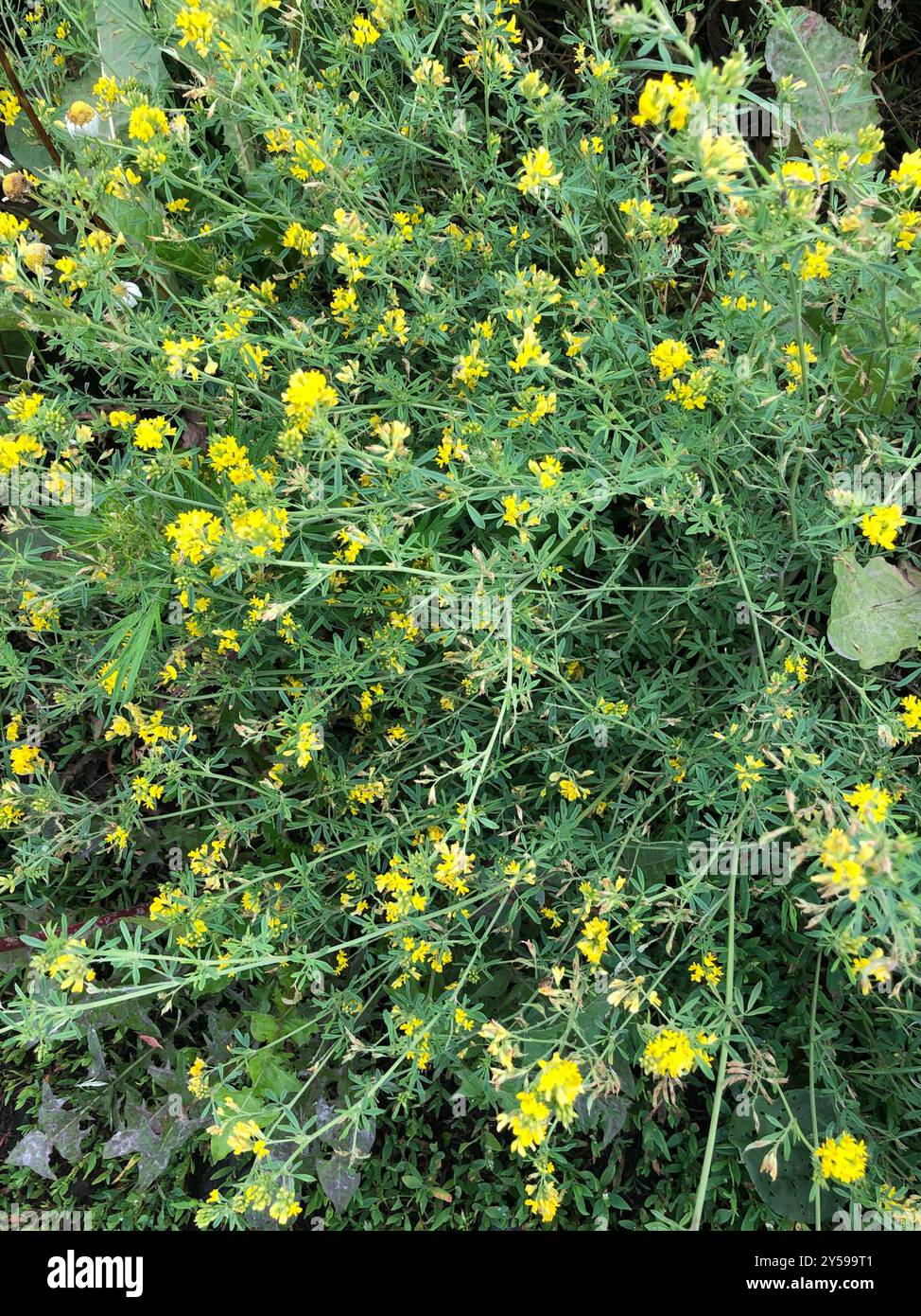 sickle alfalfa (Medicago falcata) Plantae Stock Photo - Alamy