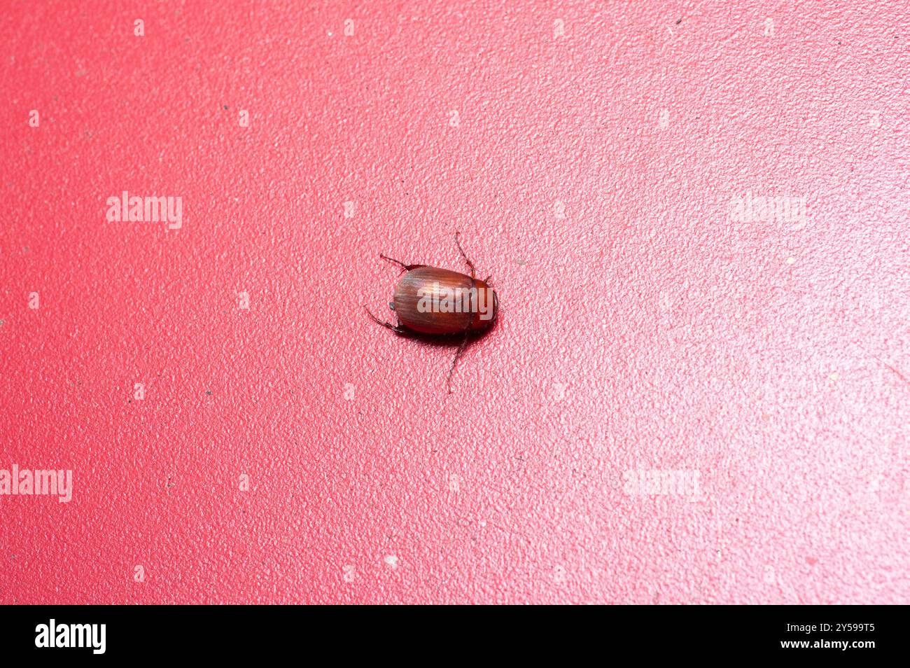 Asiatic Garden Beetle (Maladera formosae) Insecta Stock Photo - Alamy
