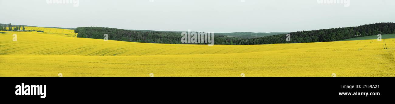 Panorama with the yellow rapeseed fields and forest in Moravia, Czech ...