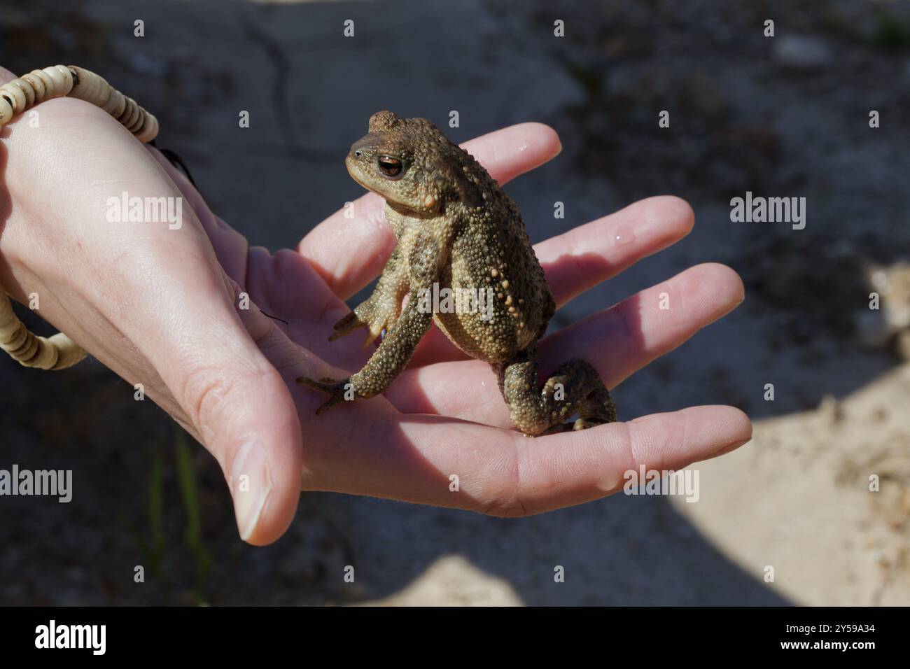A male common toad adopts a defensive posture on the palm of his hand ...