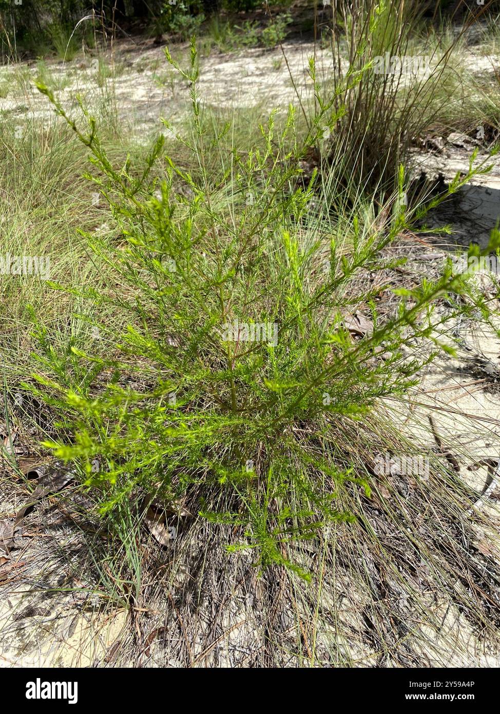 Yaupon Blacksenna (Seymeria cassioides) Plantae Stock Photo - Alamy