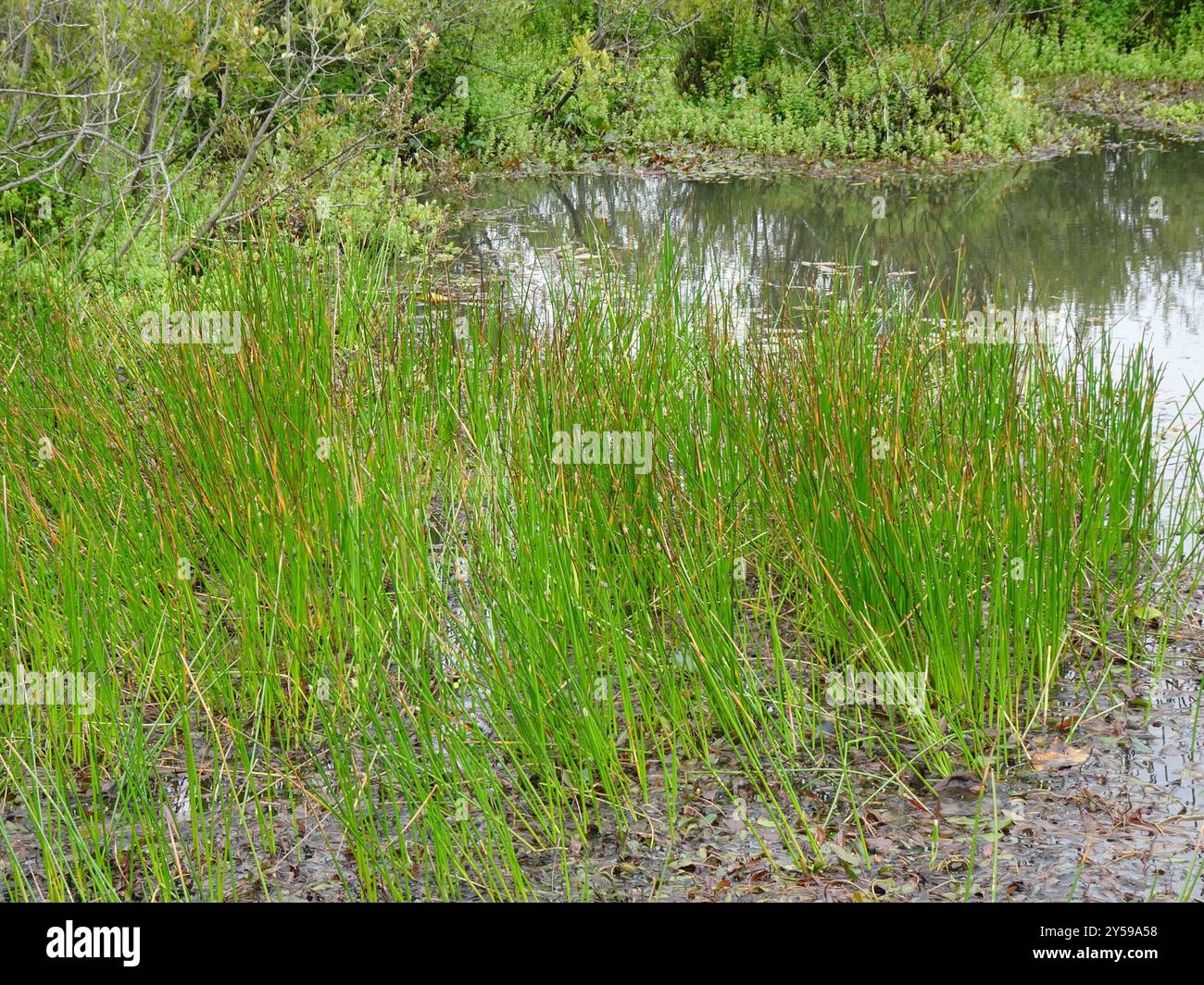 Common Spike-rush (Eleocharis palustris) Plantae Stock Photo - Alamy
