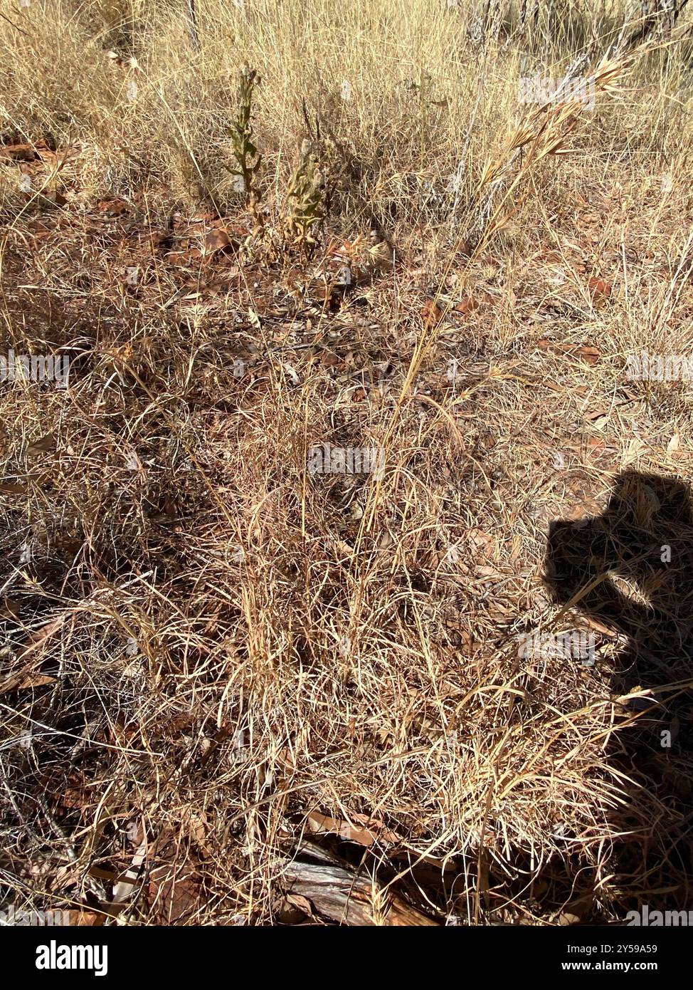 Kangaroo Grass (Themeda triandra) Plantae Stock Photo - Alamy