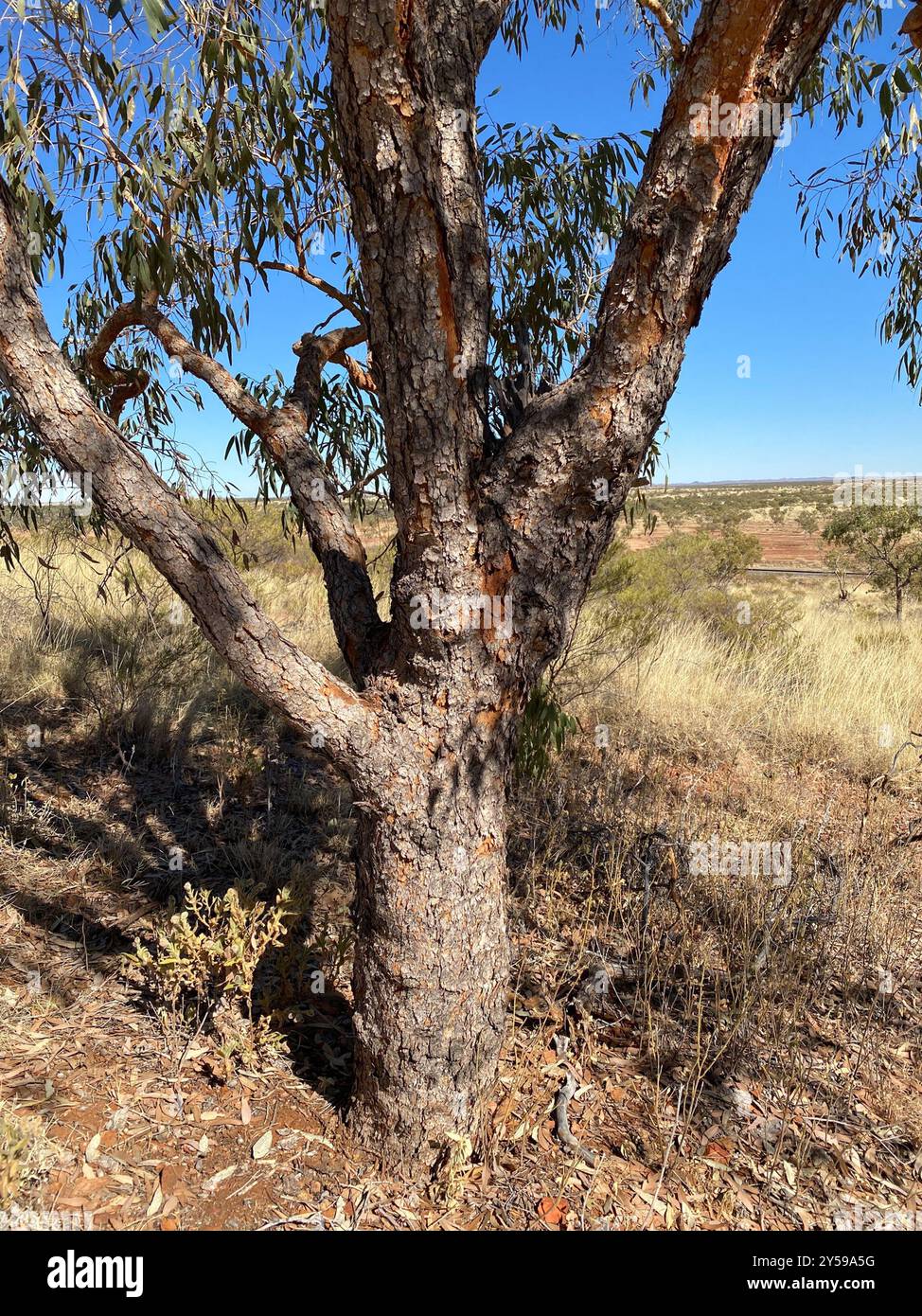 Desert Bloodwood (Corymbia terminalis) Plantae Stock Photo - Alamy