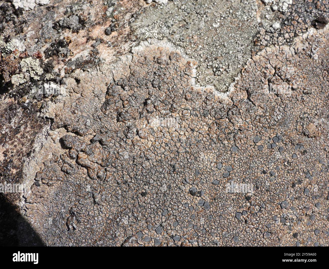 (Lecidea fuscoatra) Fungi Stock Photo - Alamy