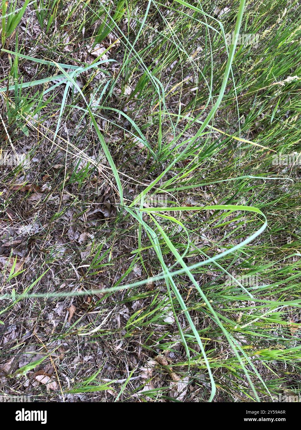 monocots (Liliopsida) Plantae Stock Photo - Alamy