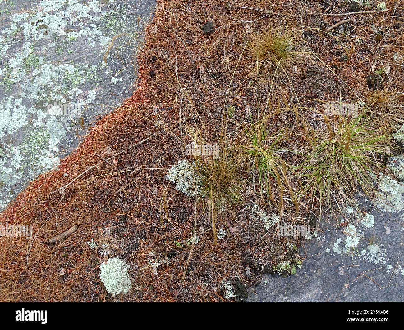 wavy hair-grass (Avenella flexuosa) Plantae Stock Photo - Alamy