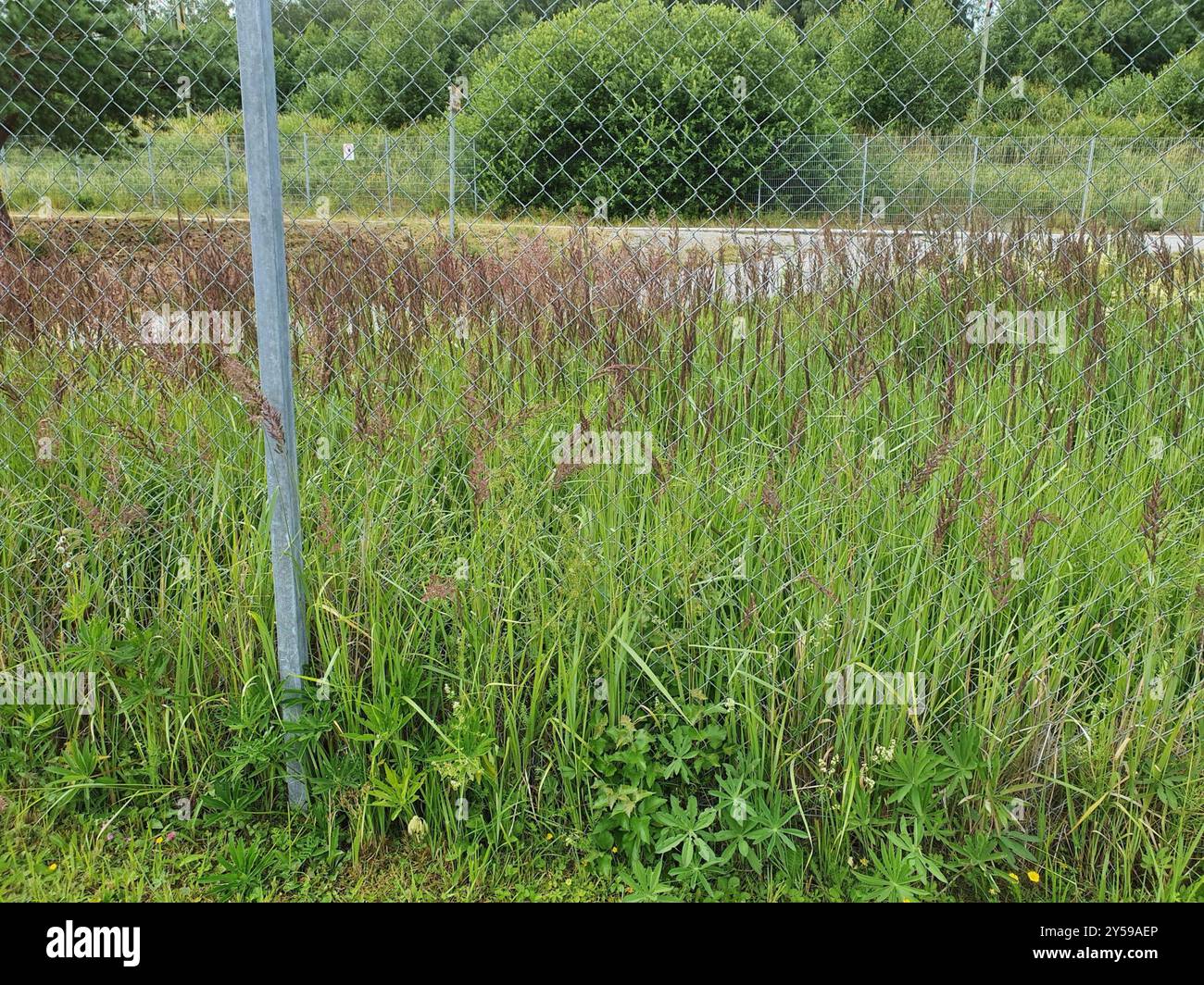 Bushgrass (Calamagrostis epigejos) Plantae Stock Photo - Alamy