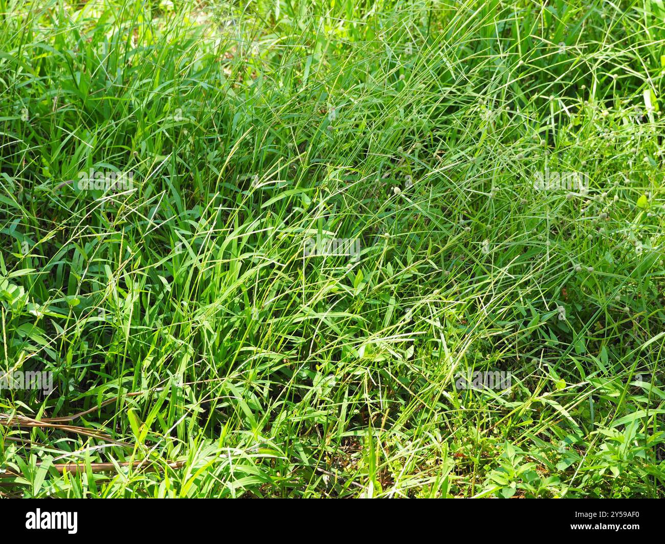 Hilograss (Paspalum conjugatum) Plantae Stock Photo - Alamy