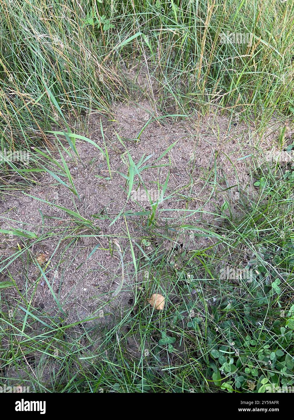 Wood, Mound, and Field Ants (Formica) Insecta Stock Photo - Alamy