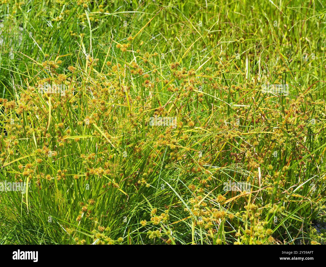Variable Flatsedge (Cyperus difformis) Plantae Stock Photo - Alamy