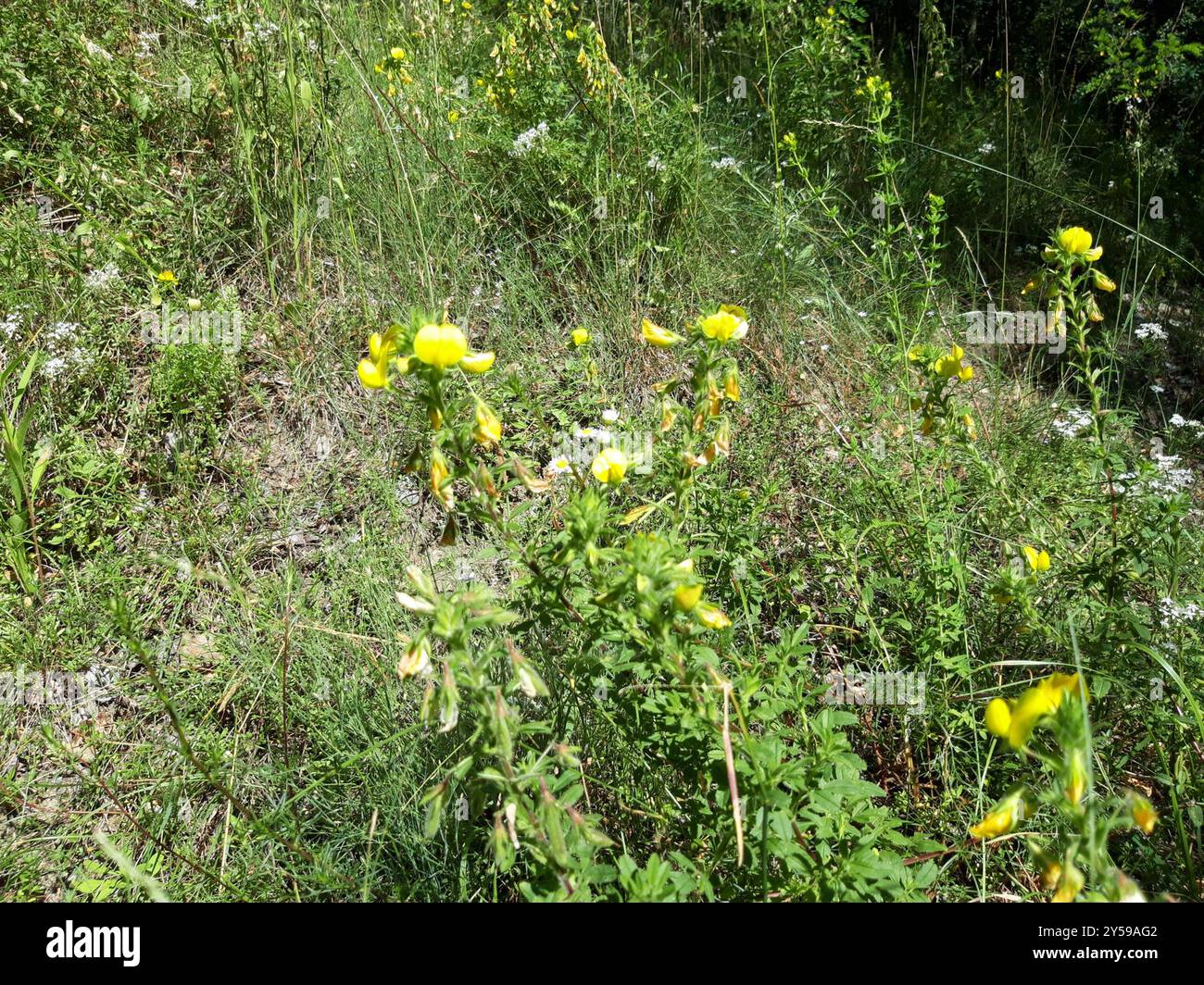 yellow restharrow (Ononis natrix) Plantae Stock Photo - Alamy