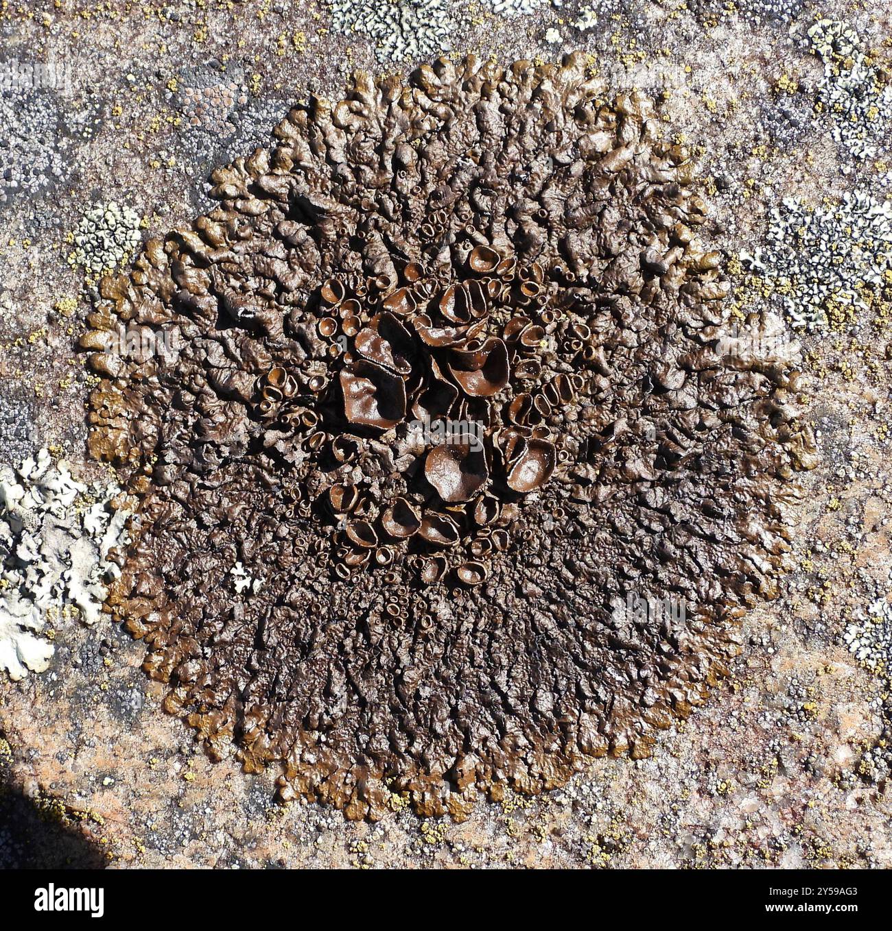 Brown Rock Shield Lichens (Neofuscelia) Fungi Stock Photo - Alamy