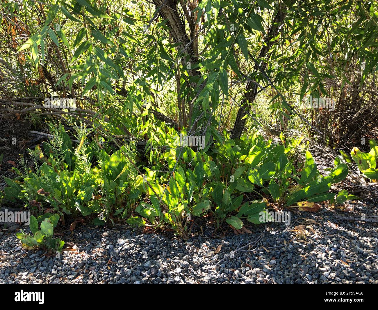 Yerba Mansa (Anemopsis californica) Plantae Stock Photo - Alamy
