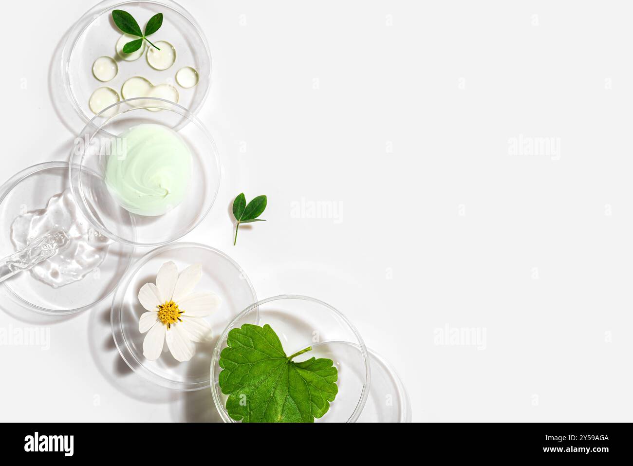 Natural skin care products swatches in petri dish with green leaves and ...