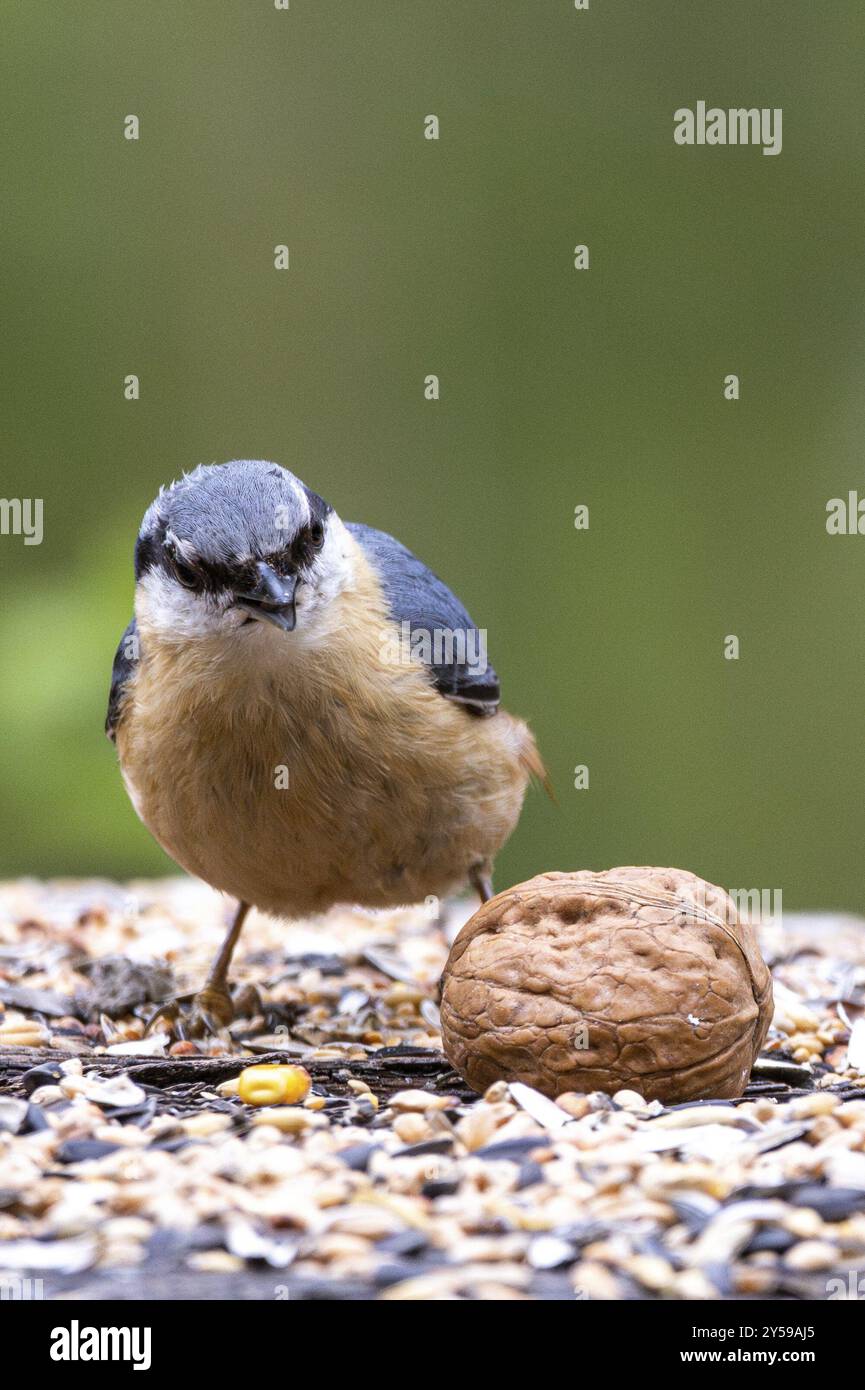 Feeding birds nuthatch Stock Photo - Alamy