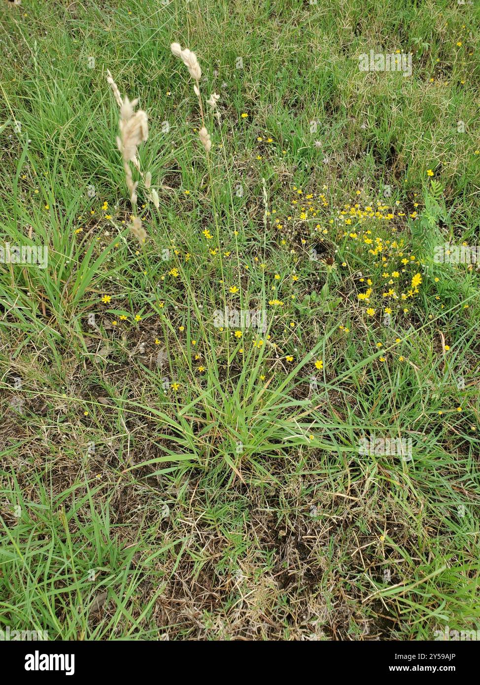 Wilman lovegrass (Eragrostis superba) Plantae Stock Photo - Alamy