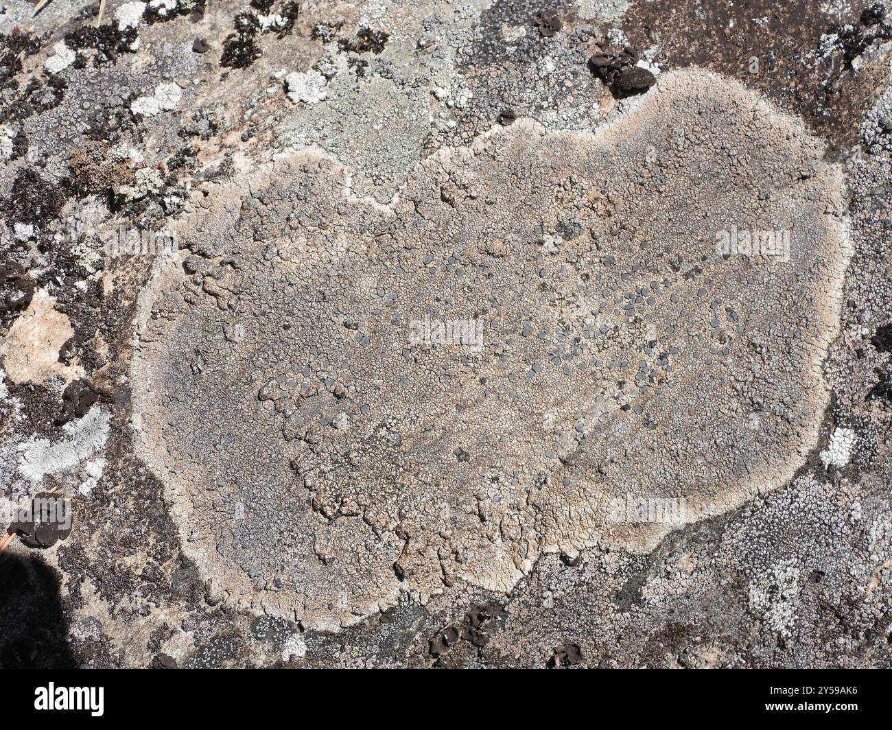 (Lecidea fuscoatra) Fungi Stock Photo - Alamy