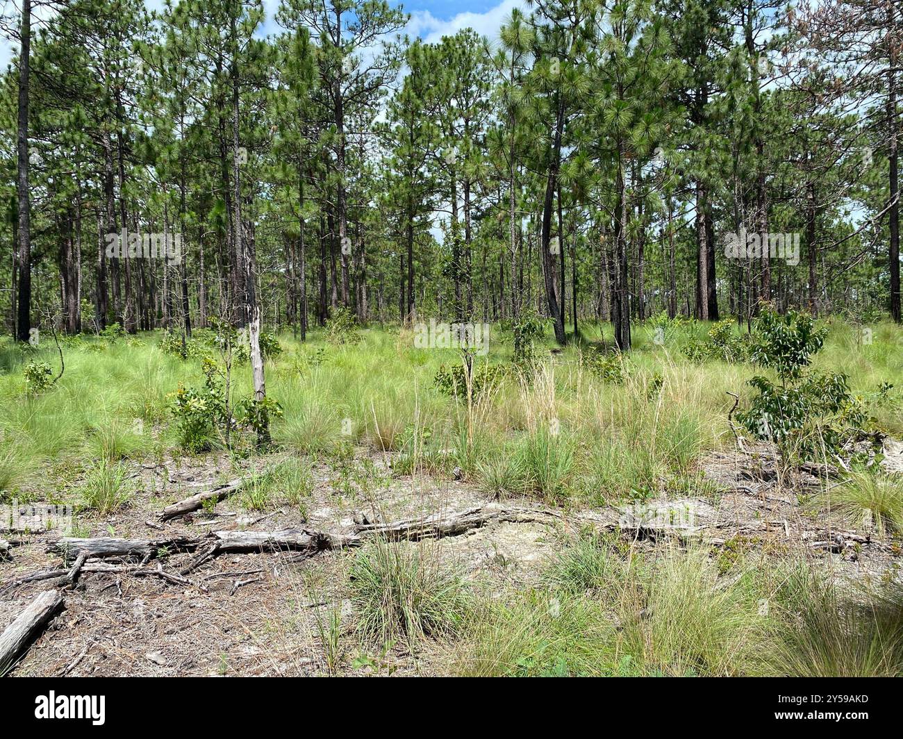 Wire grass (Aristida stricta) Plantae Stock Photo - Alamy