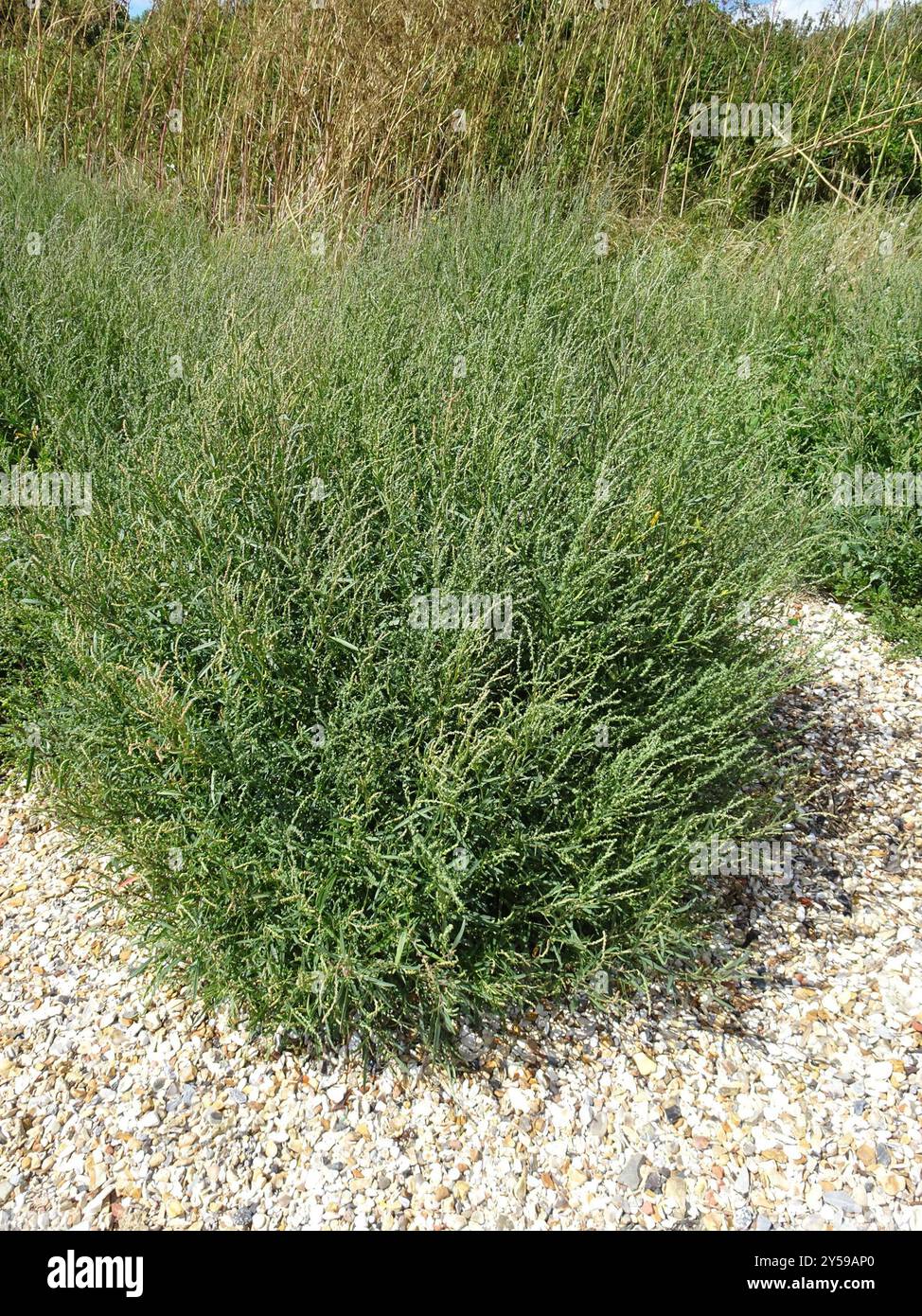 Herbaceous Seepweed (Suaeda maritima) Plantae Stock Photo - Alamy
