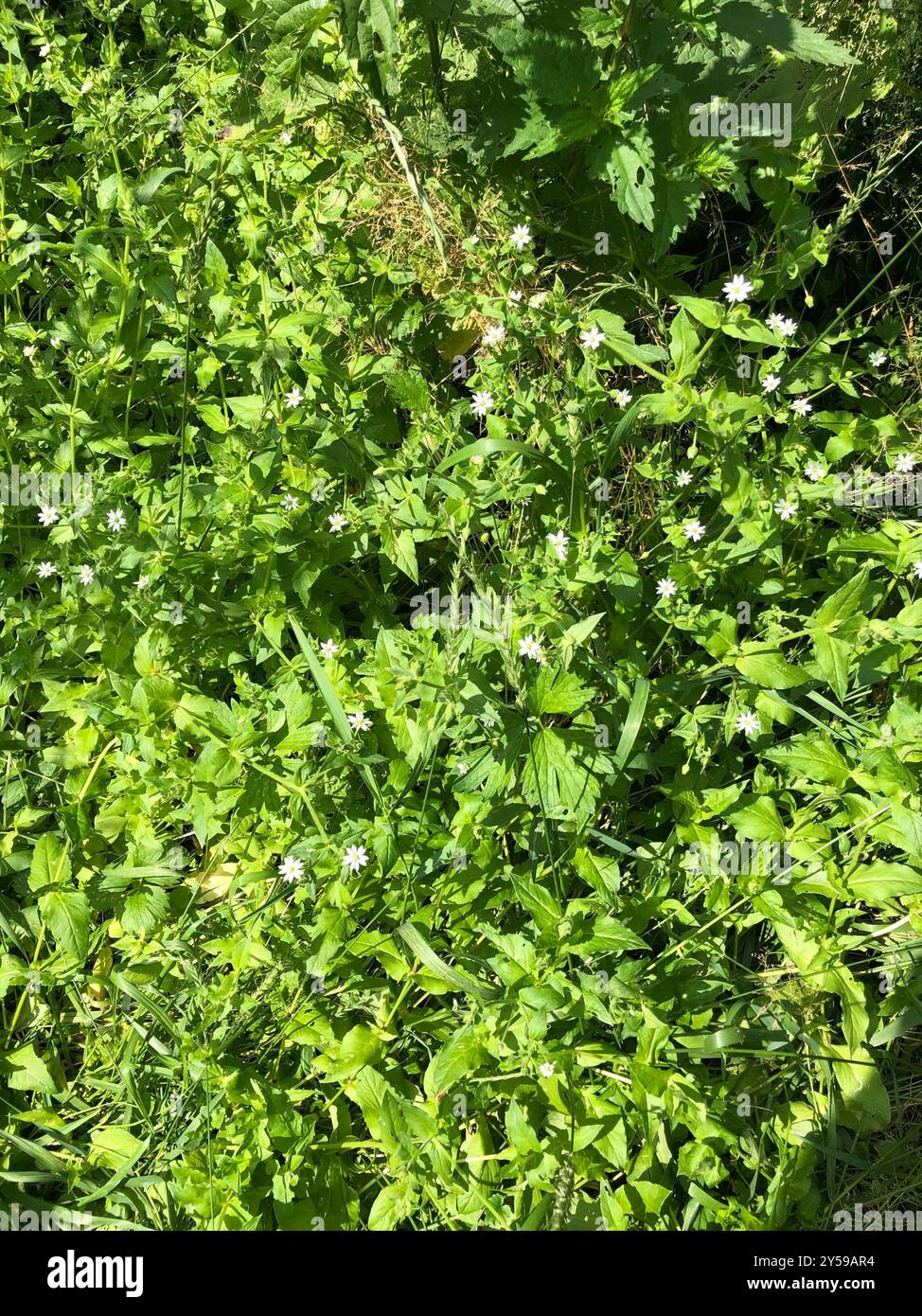 Water Chickweed (Stellaria aquatica) Plantae Stock Photo - Alamy