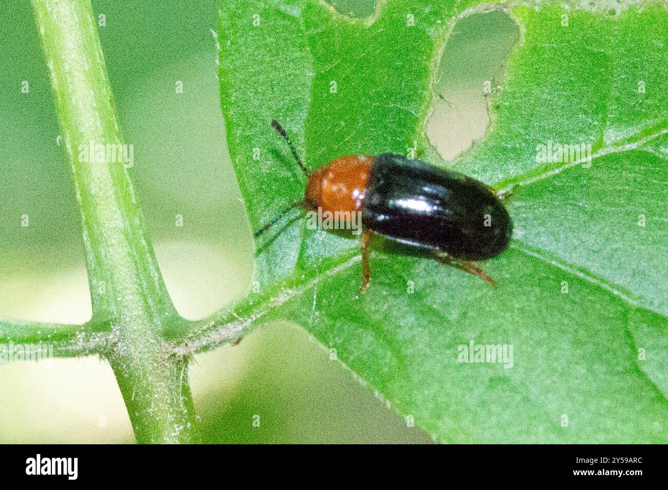 Cucujiform Beetles (Cucujiformia) Insecta Stock Photo - Alamy