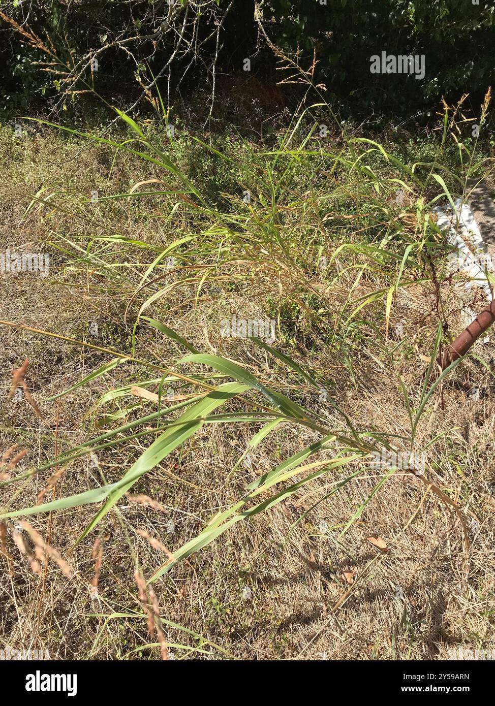 Johnson grass (Sorghum halepense) Plantae Stock Photo - Alamy