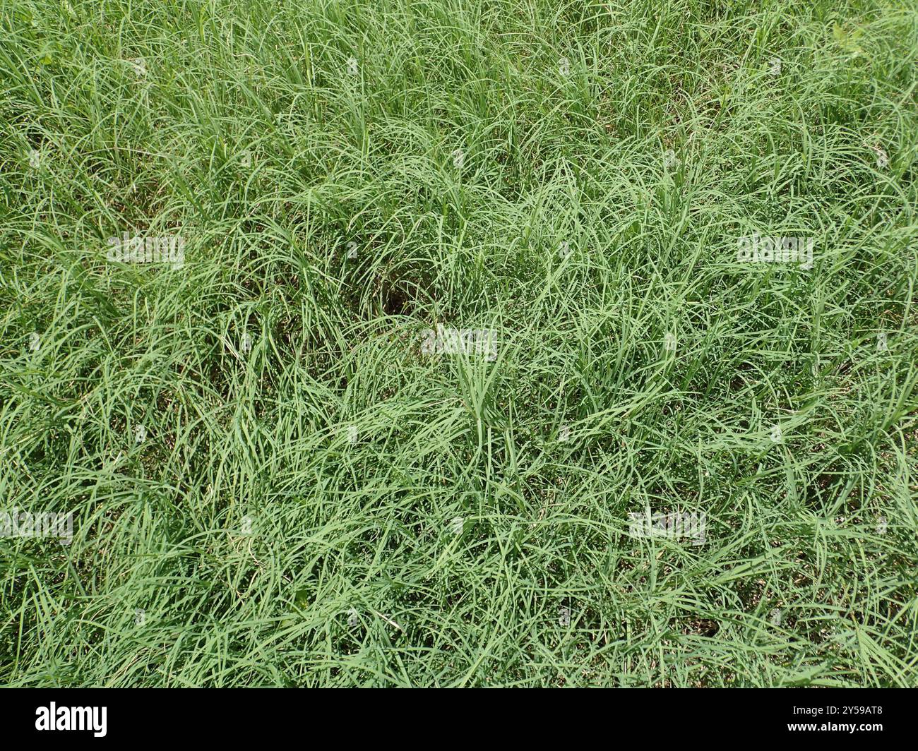 Bermuda grass (Cynodon dactylon) Plantae Stock Photo - Alamy