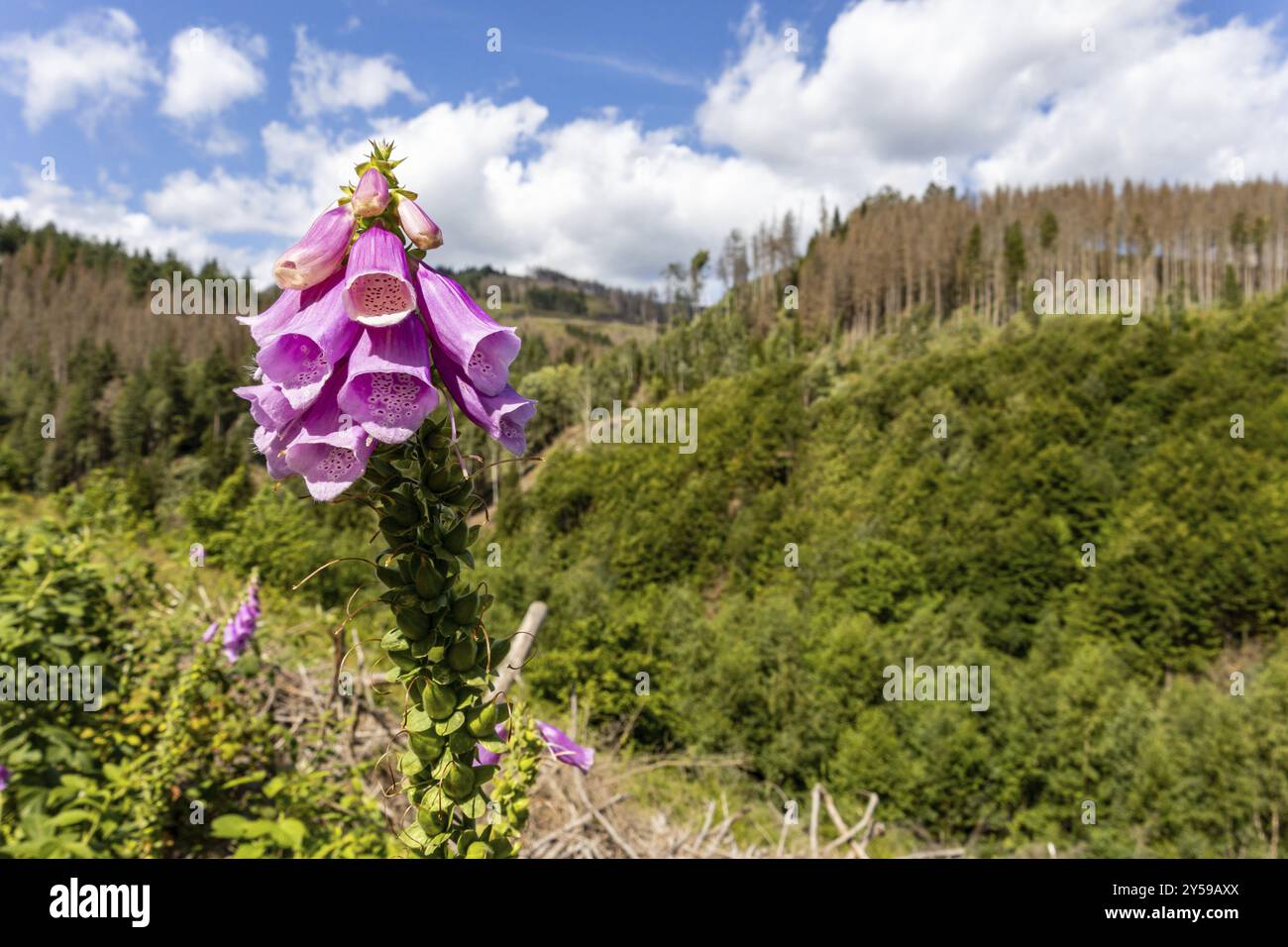 Common foxglove medicinal and poisonous plant Stock Photo - Alamy